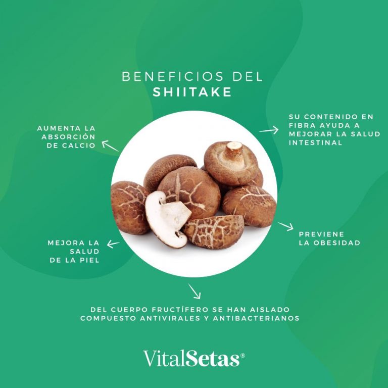 Hongo Shiitake en polvo – Merkabah Tienda Online